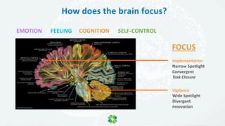 5 Brain Based Ways to Improve Employee Focus | PPT