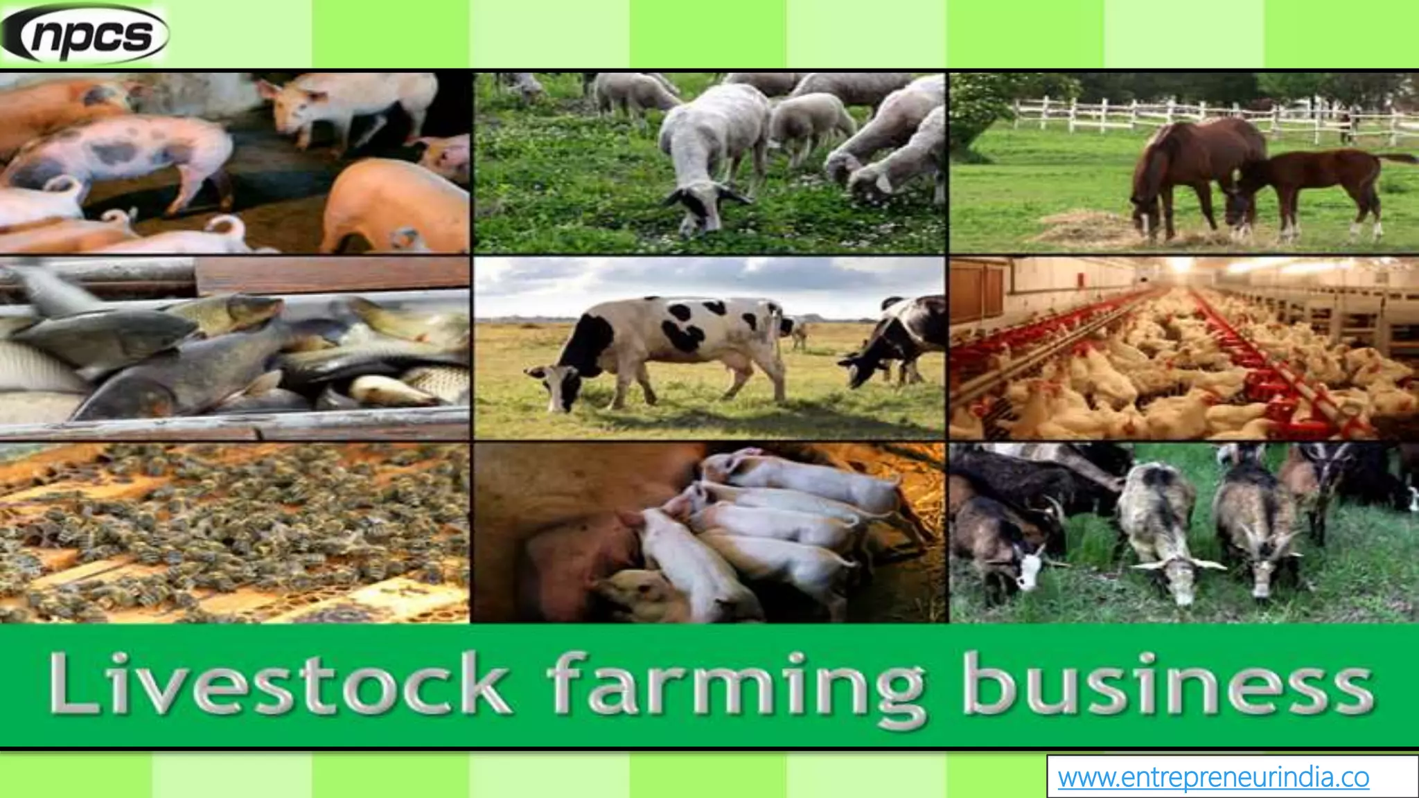 Most Profitable Livestock Farming, Animal Husbandry, Livestock Farm ...