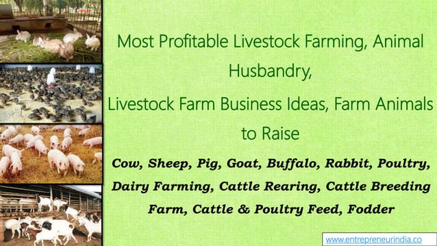 Most Profitable Livestock Farming, Animal Husbandry, Livestock Farm ...