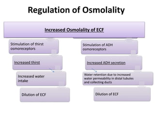 Regulation of volume & tonicity of ecf | PPTX