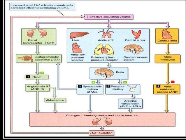 Regulation of volume & tonicity of ecf