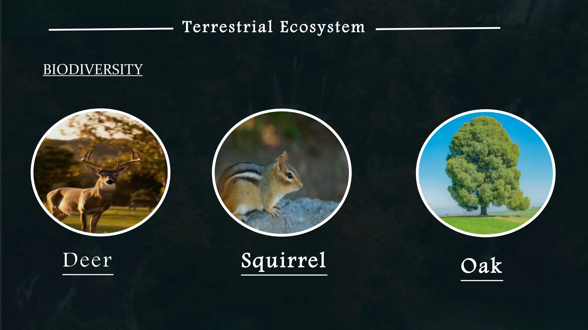 Terrestrial and Aquatic Ecosystem, Biomes and distribution | PPTX