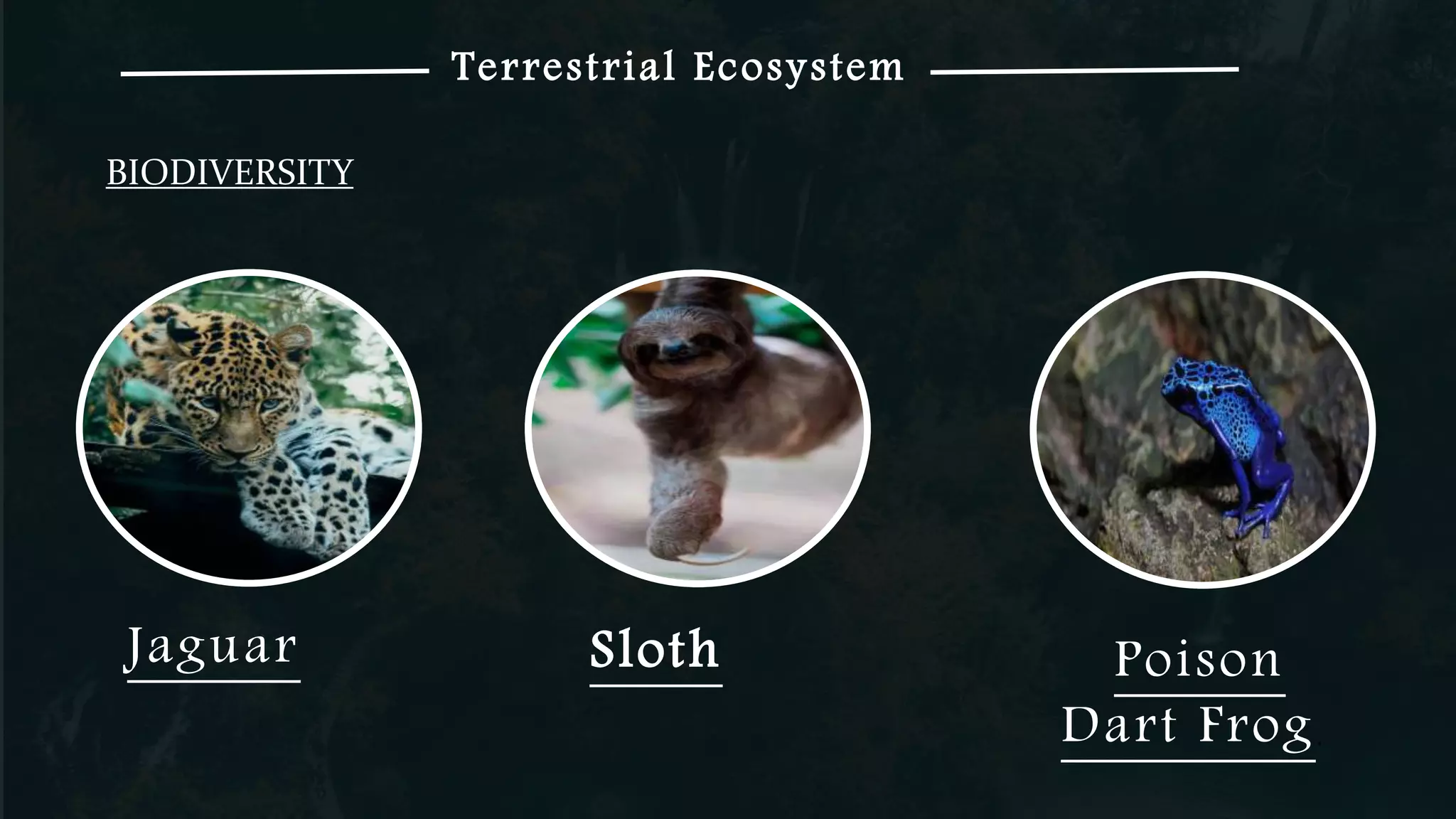 Terrestrial and Aquatic Ecosystem, Biomes and distribution | PPTX