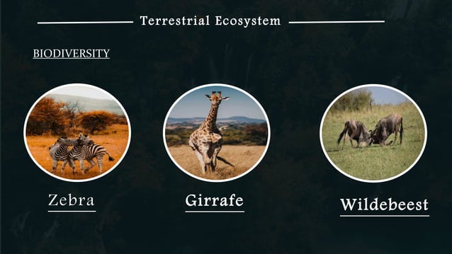 Terrestrial and Aquatic Ecosystem, Biomes and distribution | PPTX