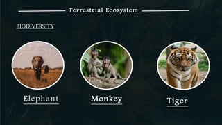 Terrestrial and Aquatic Ecosystem, Biomes and distribution | PPTX