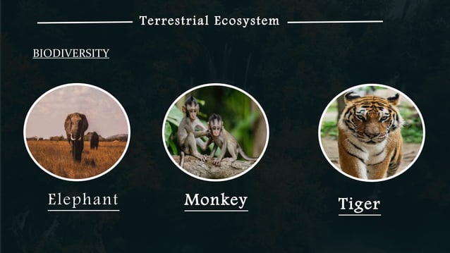 Terrestrial and Aquatic Ecosystem, Biomes and distribution | PPTX