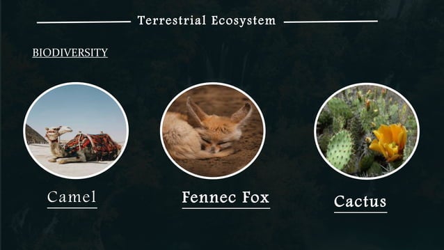 Terrestrial and Aquatic Ecosystem, Biomes and distribution | PPTX