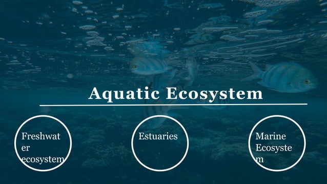 Terrestrial and Aquatic Ecosystem, Biomes and distribution | PPTX