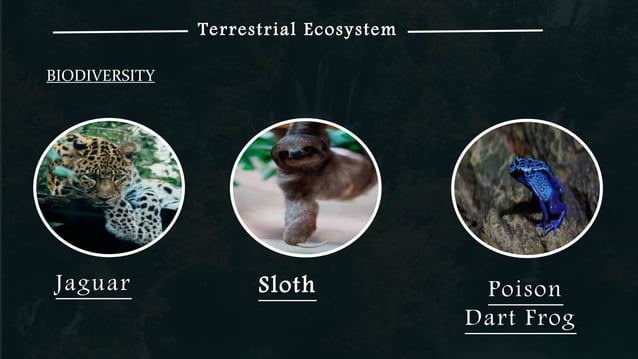Terrestrial and Aquatic Ecosystem, Biomes and distribution | PPTX