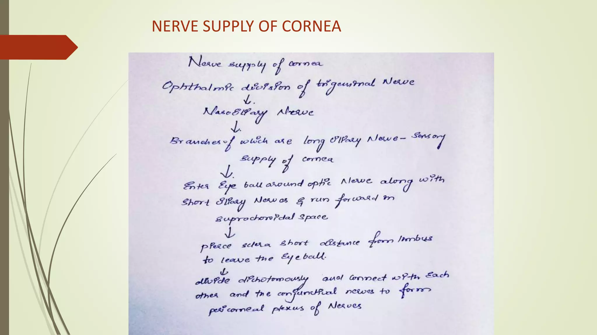 Cornea anatomy simplified | PPTX