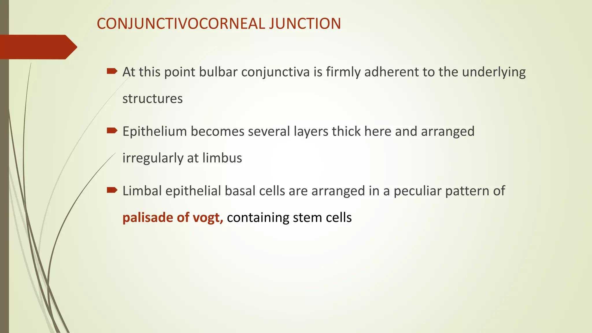 Cornea anatomy simplified | PPTX