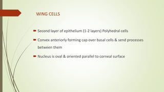Cornea anatomy simplified | PPTX