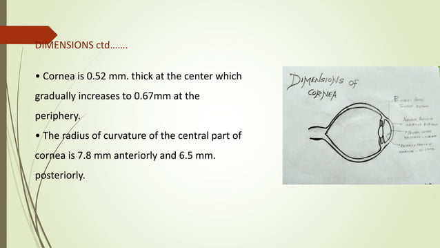 Cornea anatomy simplified | PPT | Free Download