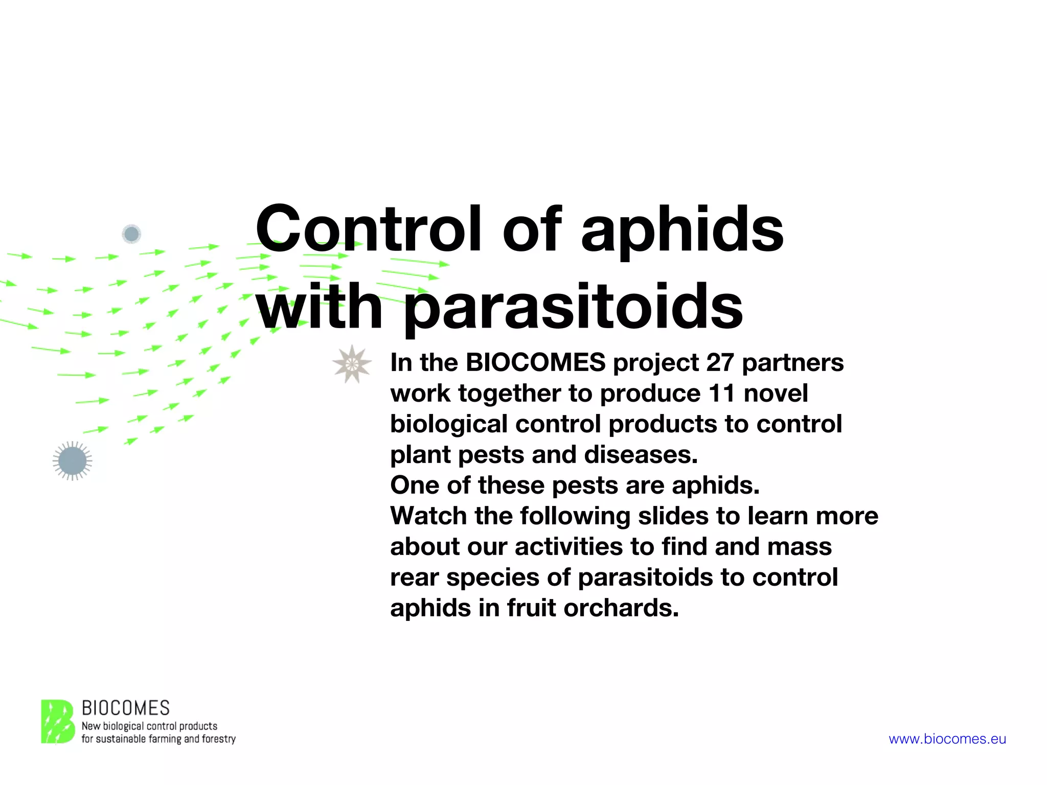 Control of aphids with parasitoids | PPT