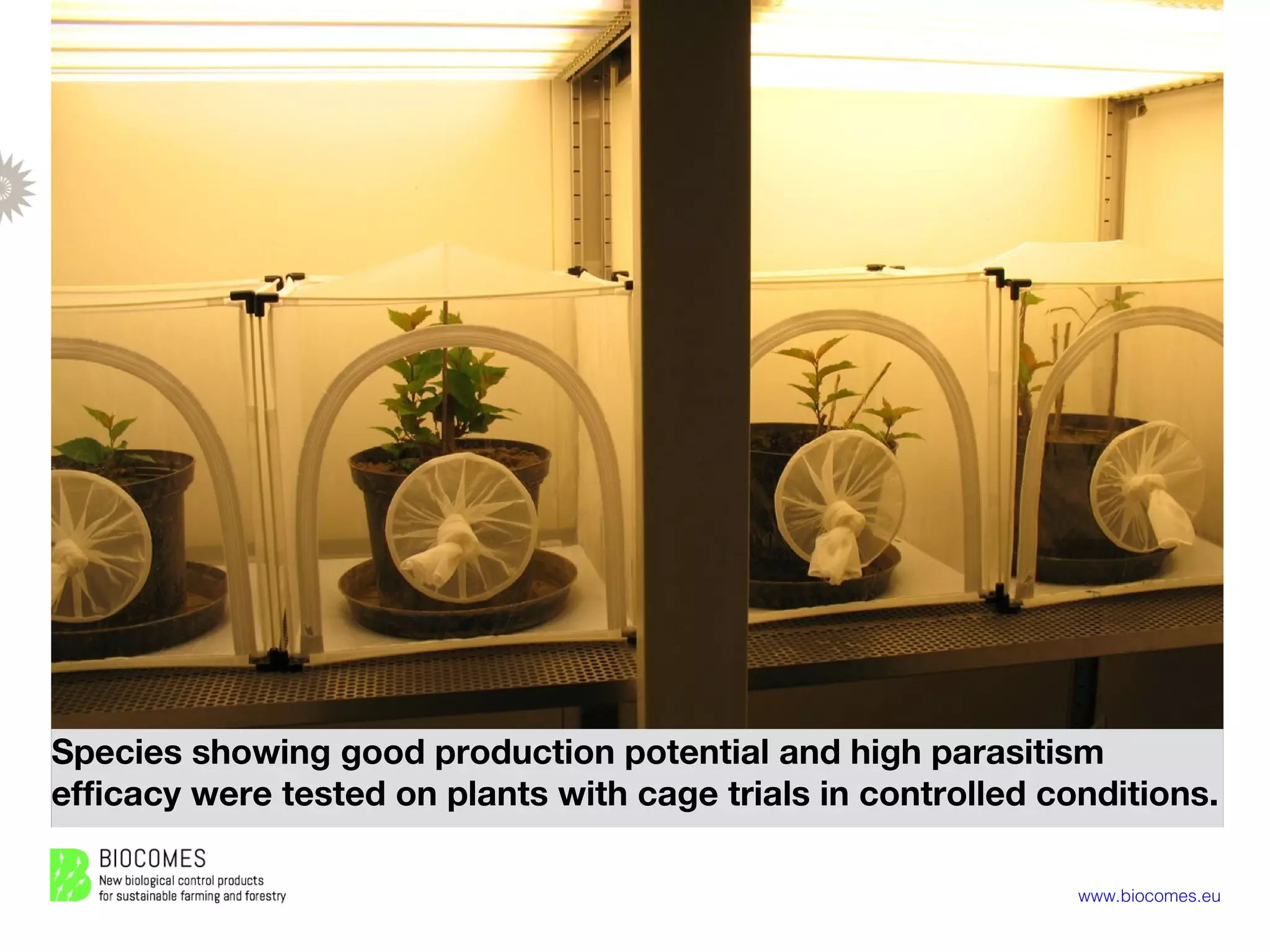 Control of aphids with parasitoids | PPT | Beekeeping | Hobbies & Interests