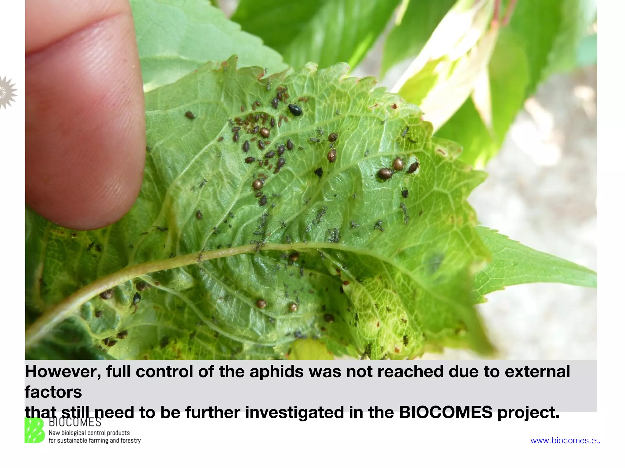 Control of aphids with parasitoids | PPT