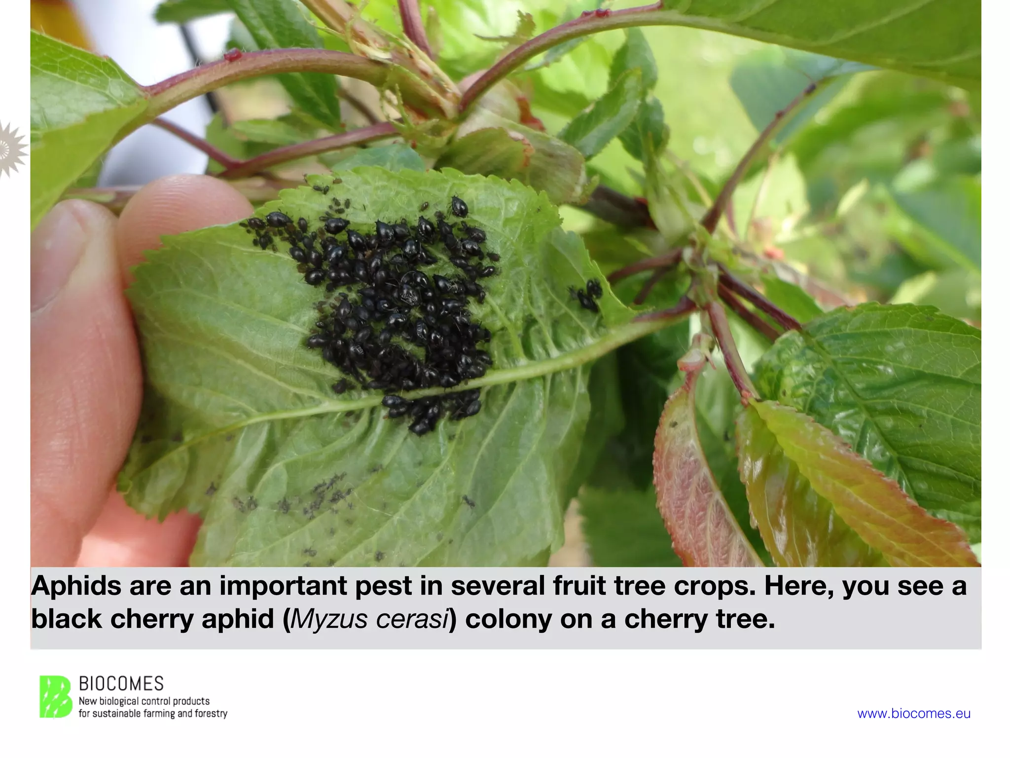 Control of aphids with parasitoids | PPT