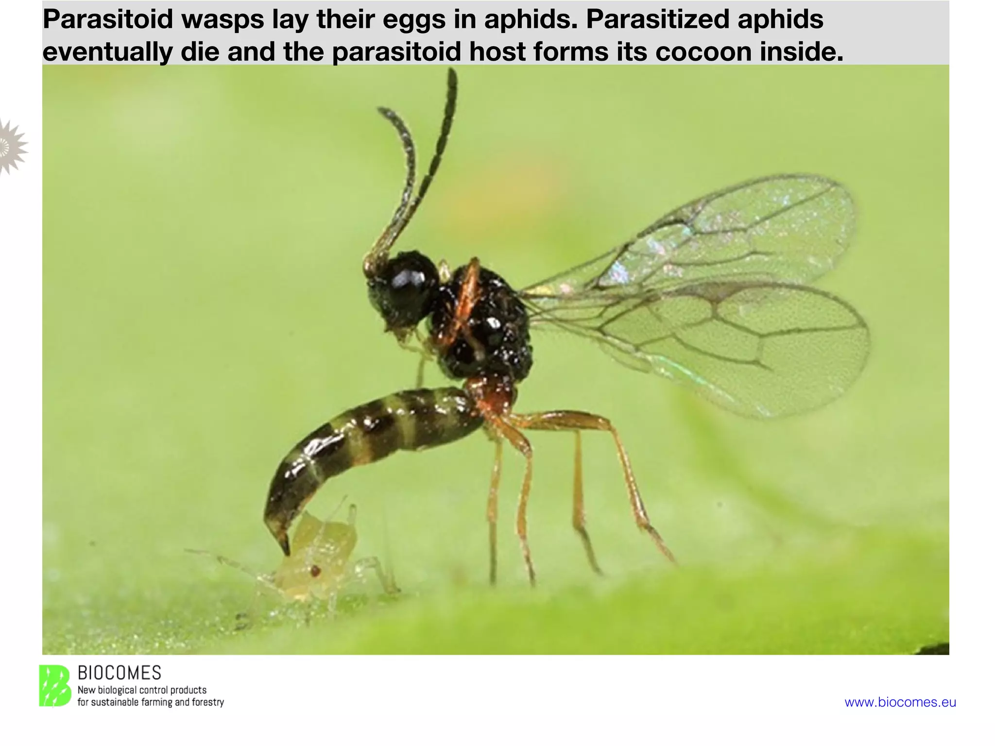 Control of aphids with parasitoids | PPT