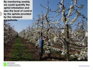 Control of aphids with parasitoids | PPT