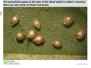 Control of aphids with parasitoids | PPT | Beekeeping | Hobbies & Interests