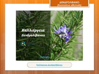 Αρωματικά & Φαρμακευτικά Φυτά | PPT | Free Download