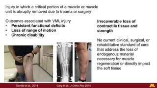 Functional Recovery of the Musculoskeletal System Following Injury ...