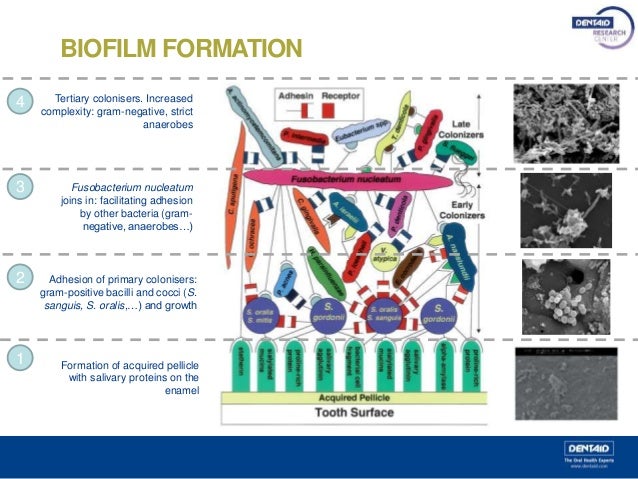 Studying Oral Biofilms