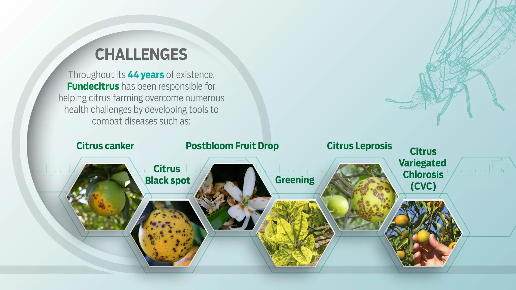 Fundecitrus: science and sustainability in citriculture | PDF