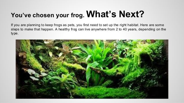 The Perfect Frog Habitat: How to set up the best home for your pet fr…
