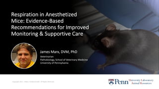 Respiration in Anesthetized Mice: Evidence-Based Recommendations for ...