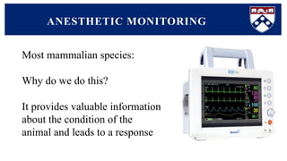 Respiration in Anesthetized Mice: Evidence-Based Recommendations for ...