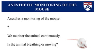 Respiration in Anesthetized Mice: Evidence-Based Recommendations for ...