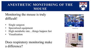 Respiration in Anesthetized Mice: Evidence-Based Recommendations for ...