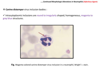 Interpretation of Canine Leukocyte Responses | PPTX