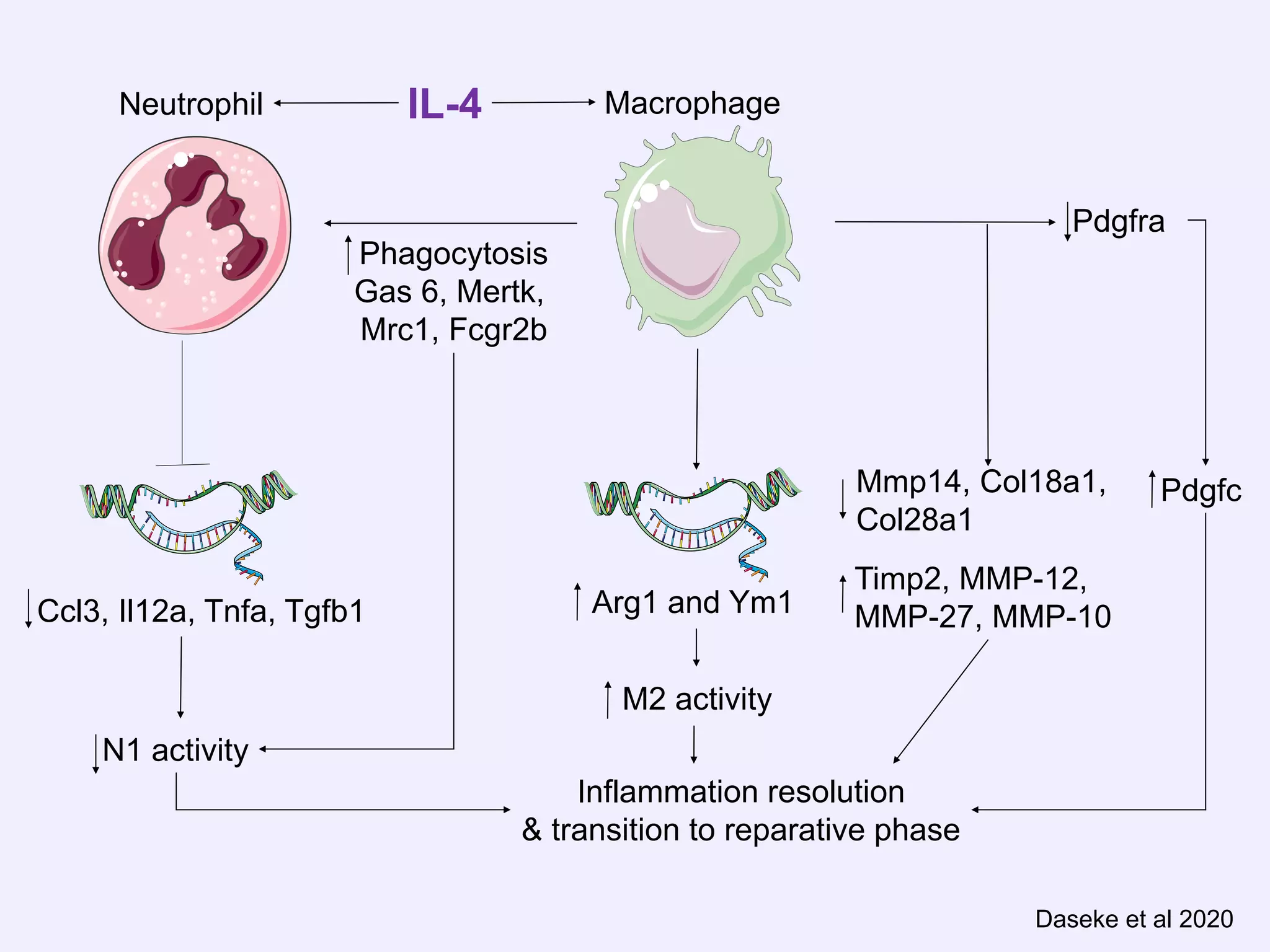 Cardiac Inflammation and Repair Following Myocardial Infarction | PDF