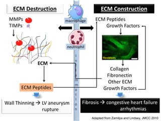 Cardiac Inflammation and Repair Following Myocardial Infarction | PDF