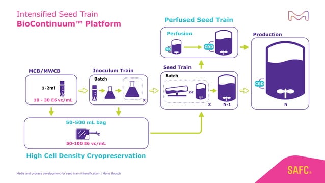 Media and Process Development for Seed Train Intensification