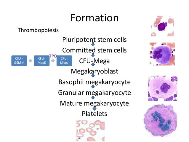 Platelets in health & disease - AJ