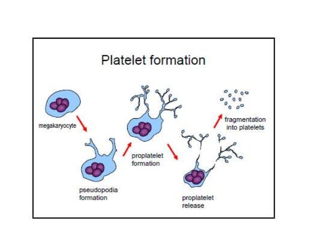 Platelets in health & disease - AJ