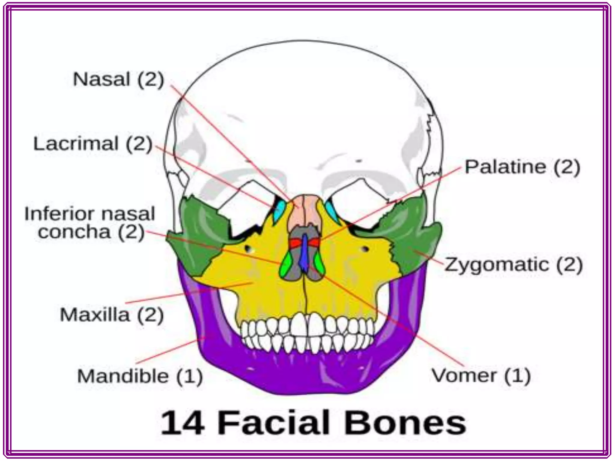 osteology of head and neck and its applied aspects | PPTX