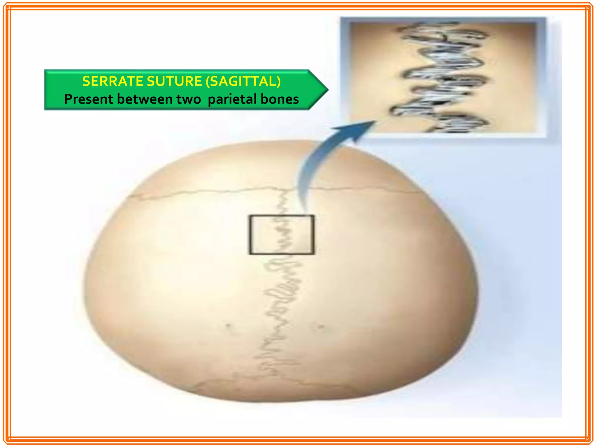 osteology of head and neck and its applied aspects | PPTX