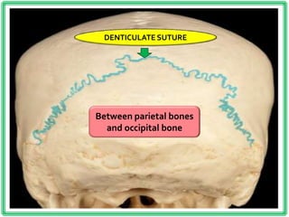 osteology of head and neck and its applied aspects | PPTX