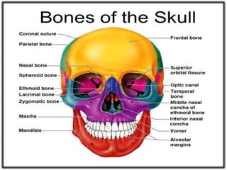 osteology of head and neck and its applied aspects | PPTX