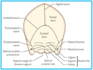 osteology of head and neck and its applied aspects | PPTX