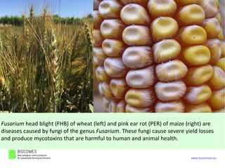 Slideshare presentation fusarium | PPT