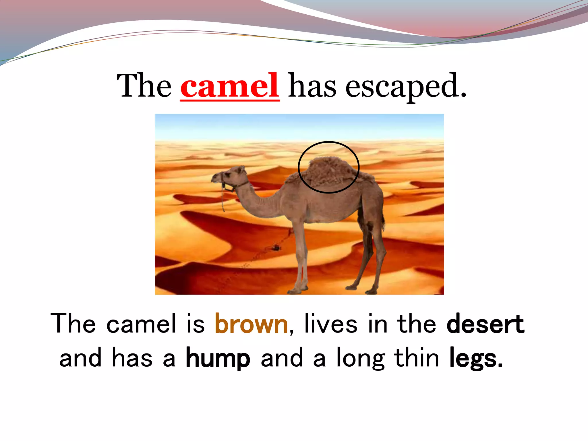 Which animals have escaped from the zoo? (¿Qué animales se han escapado ...