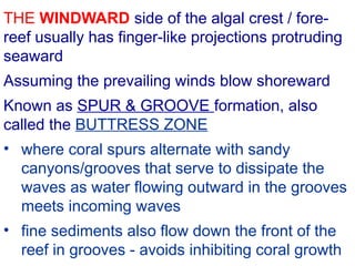 Coral Reef Zonation for Slide Share.pptx