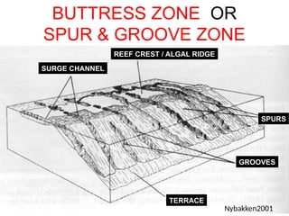 Coral Reef Zonation for Slide Share.pptx