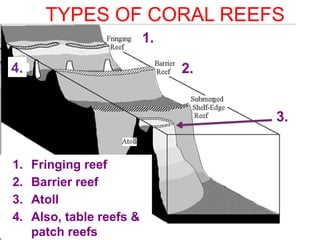Coral Reef Zonation for Slide Share.pptx