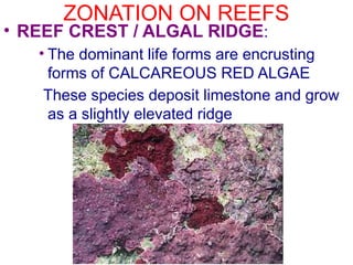 Coral Reef Zonation for Slide Share.pptx